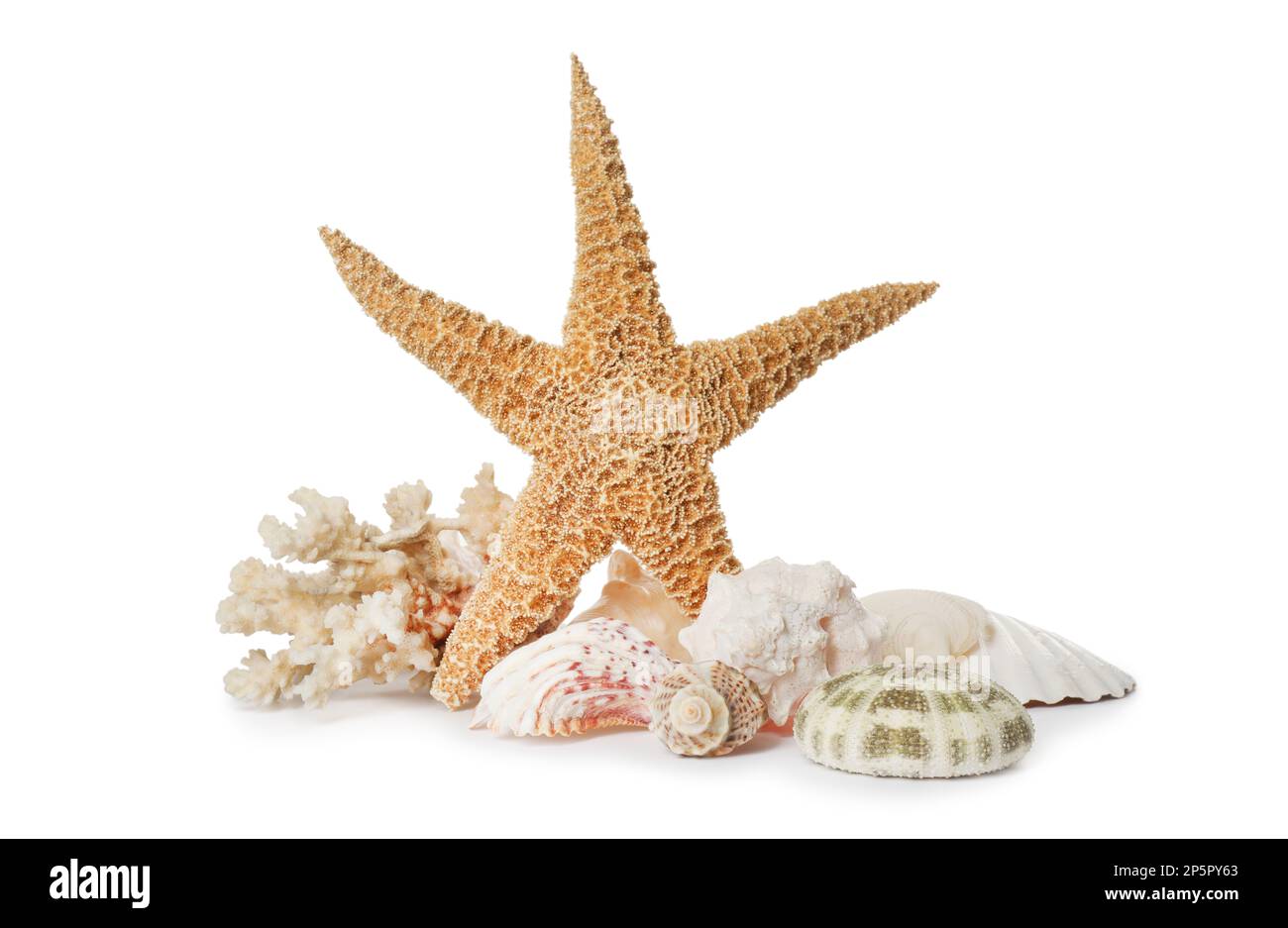 Beautiful starfish, coral and sea shells on white background Stock ...