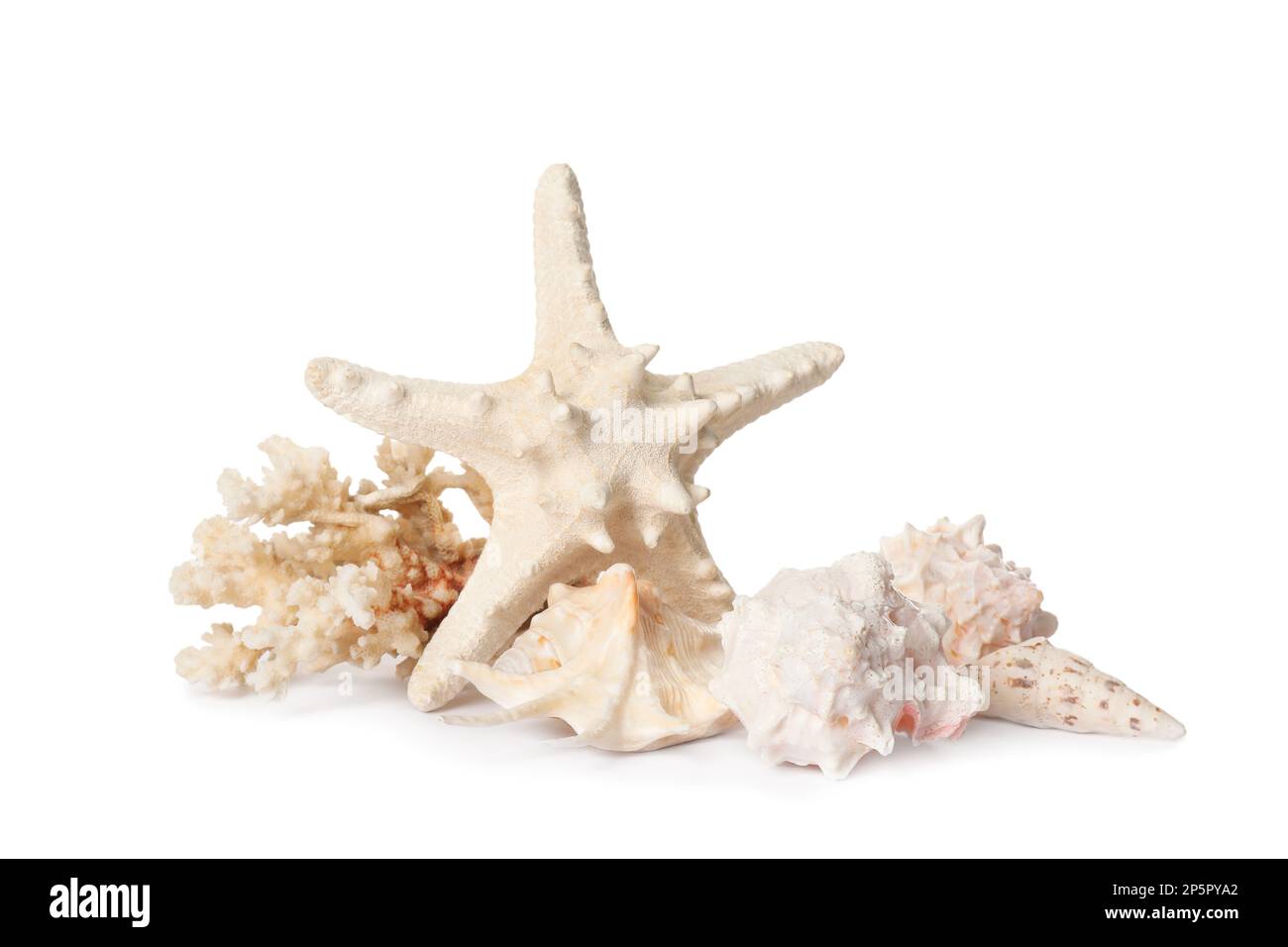 Beautiful starfish, coral and sea shells on white background Stock ...