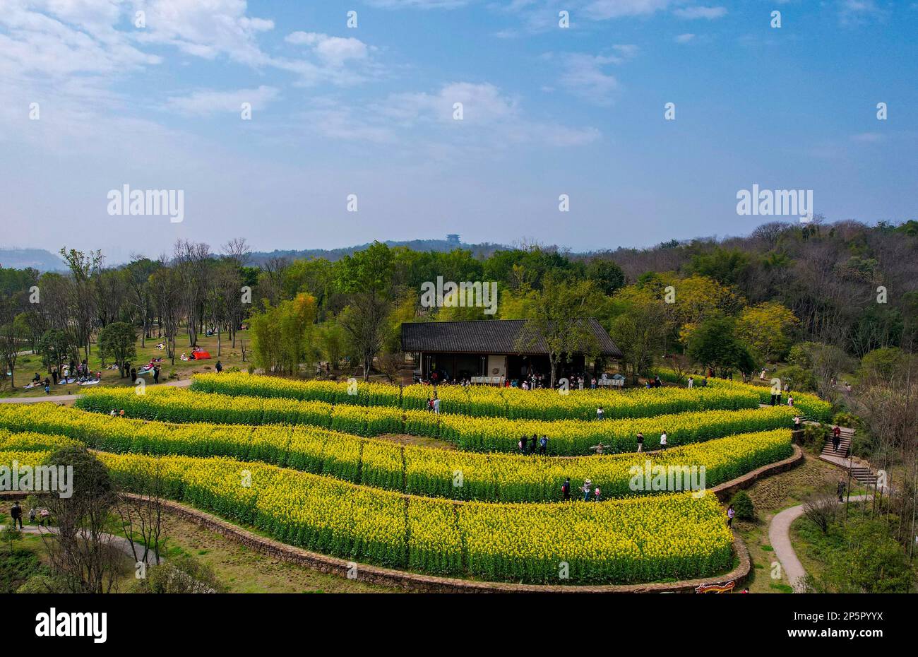 Rapeseed flowers are in full bloom, attracting people to watch on ...