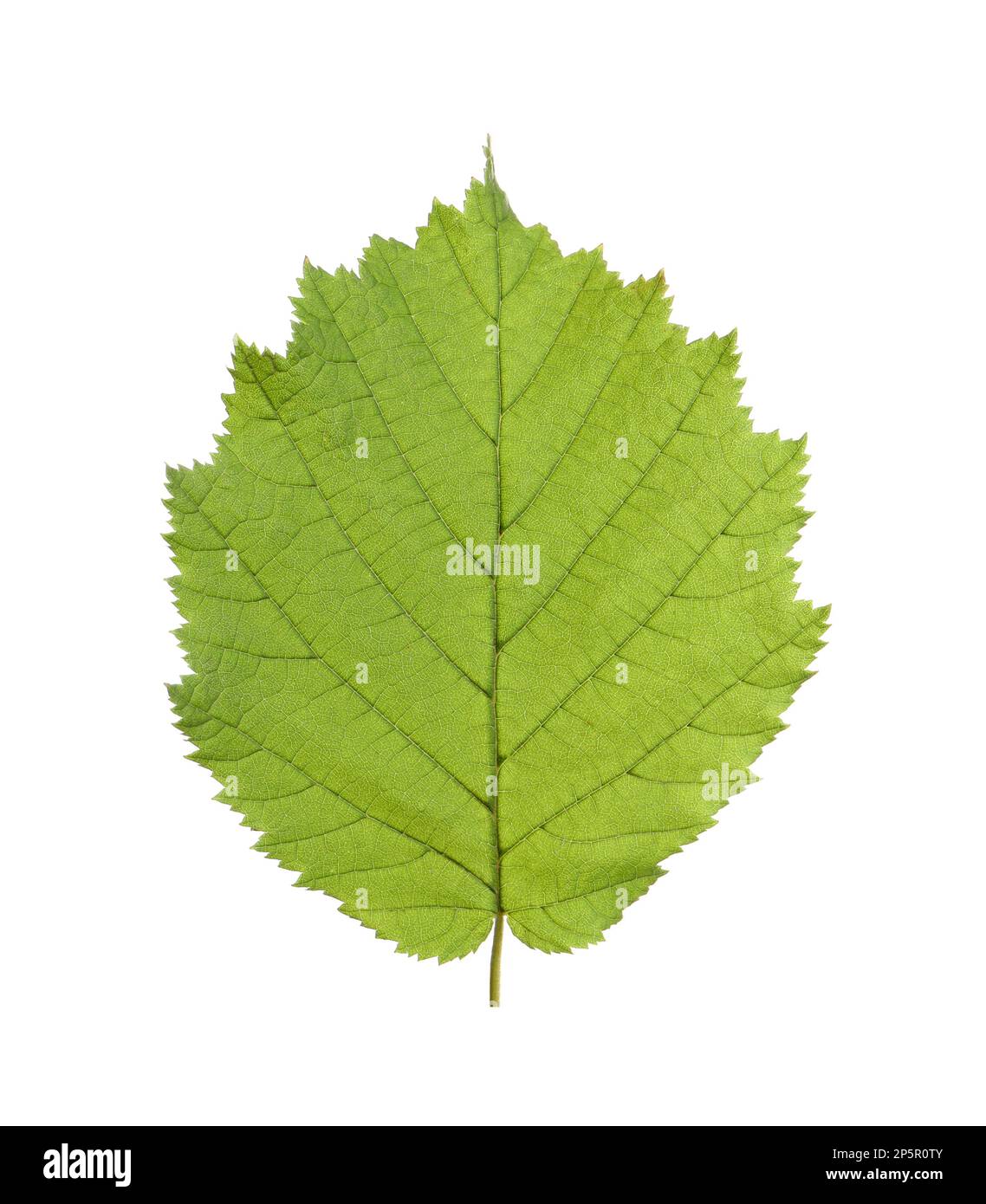 Fresh green hazel leaf isolated on white Stock Photo - Alamy