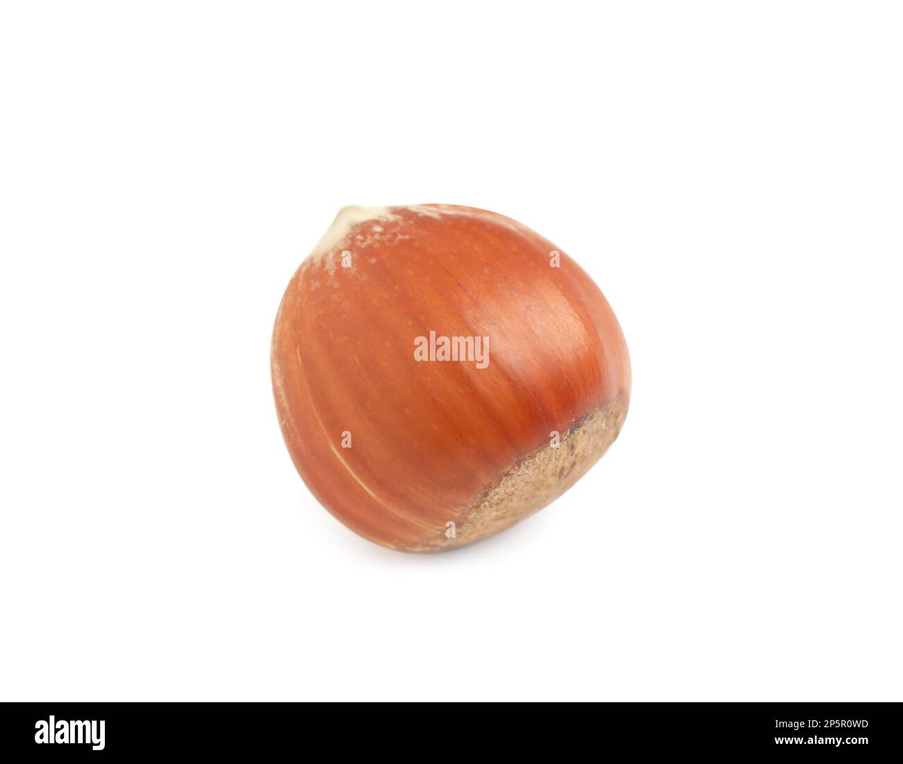 Hazelnut in shell hi-res stock photography and images - Alamy