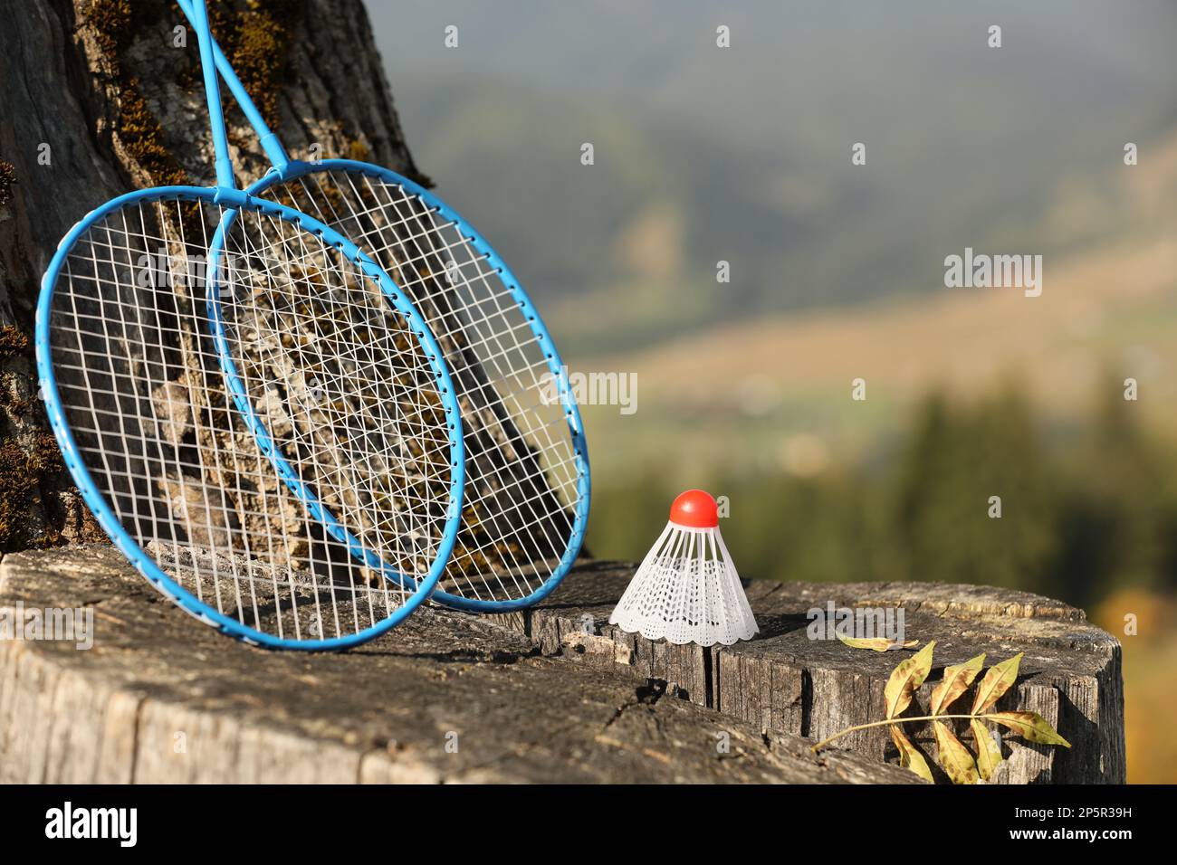 Badminton racquets and shuttlecock on wooden stump outdoors. Space for ...