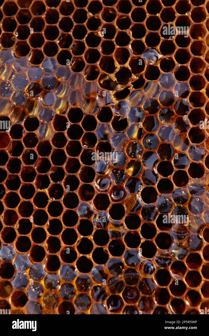 Uncapped filled honeycomb as background, closeup view Stock Photo - Alamy