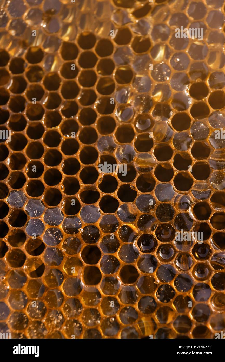 Uncapped filled honeycomb as background, closeup view Stock Photo - Alamy