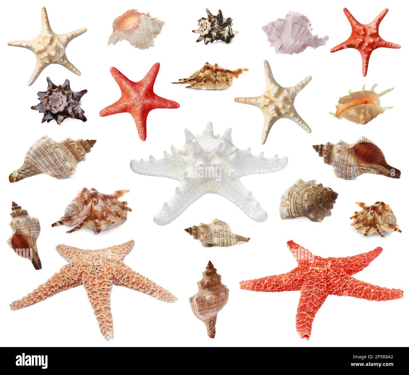 Collection of different beautiful sea stars and shells on white ...