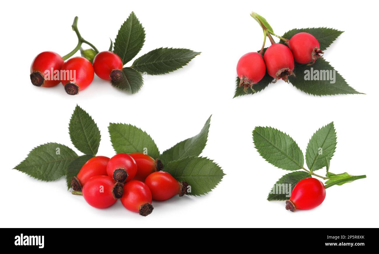 Set rose hip berries Cut Out Stock Images & Pictures - Alamy