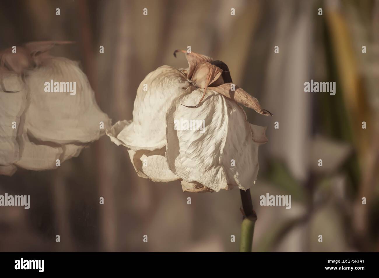 Dry white rose. Faded fragile dried flower close up Stock Photo - Alamy