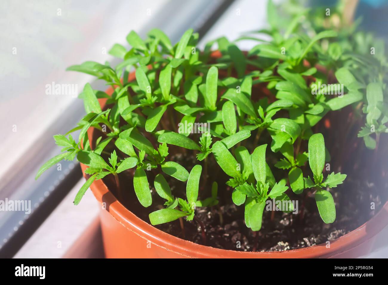 Sprout soil seeds cucumber hi-res stock photography and images - Alamy