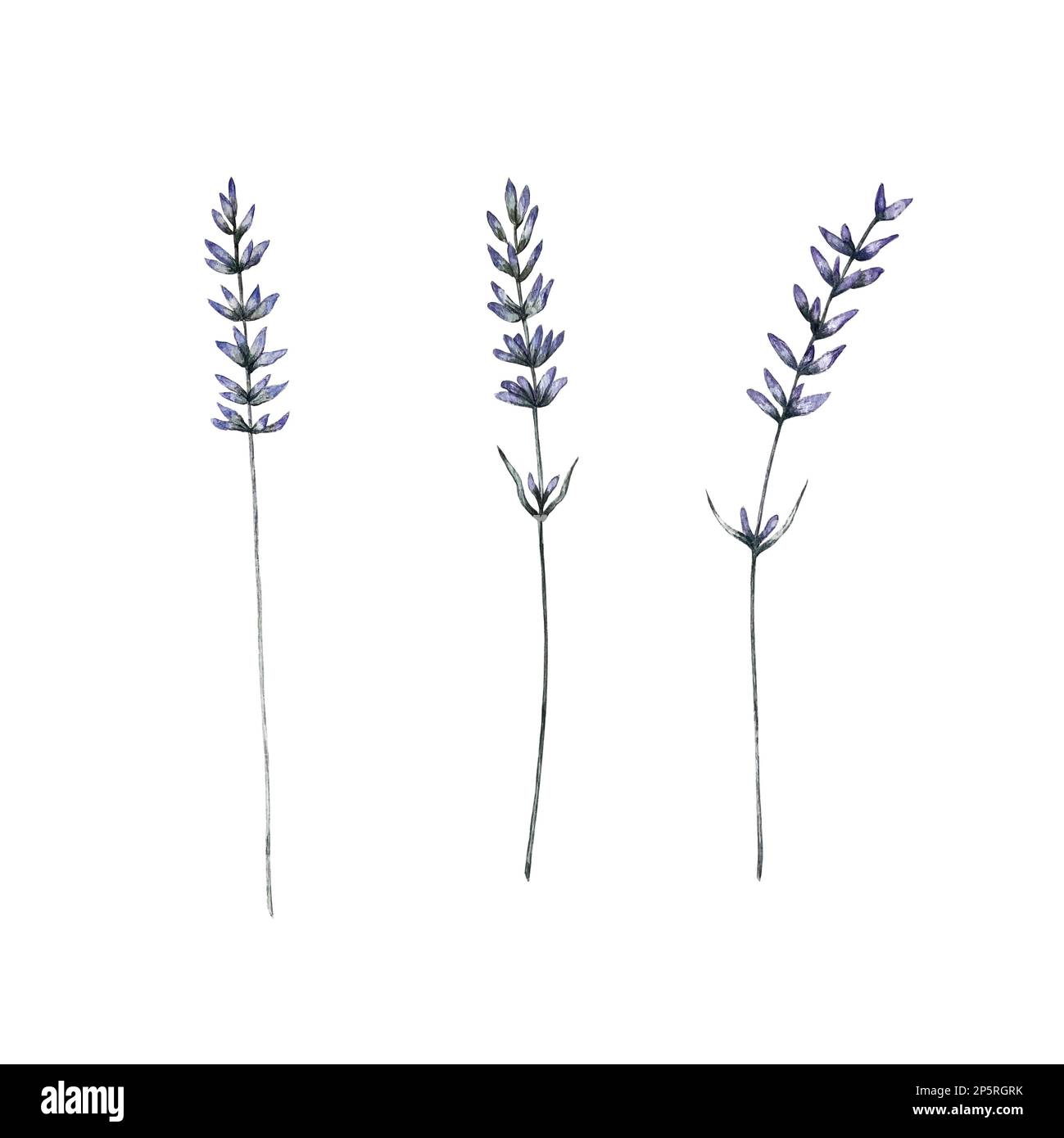 Lavender Line Drawing Tattoo