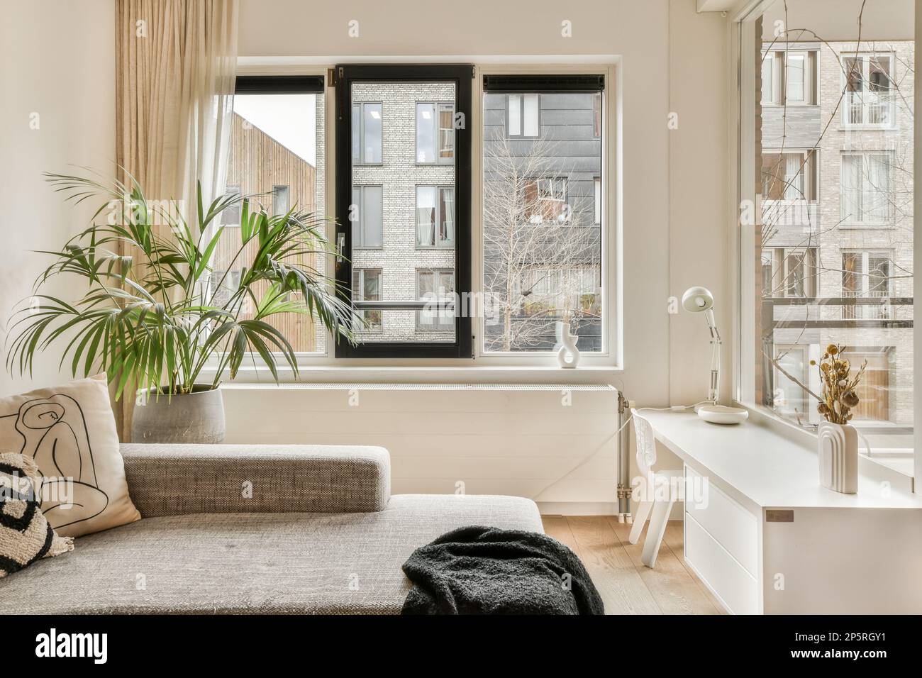 a living room with a couch, window and plant in the corner on the right ...