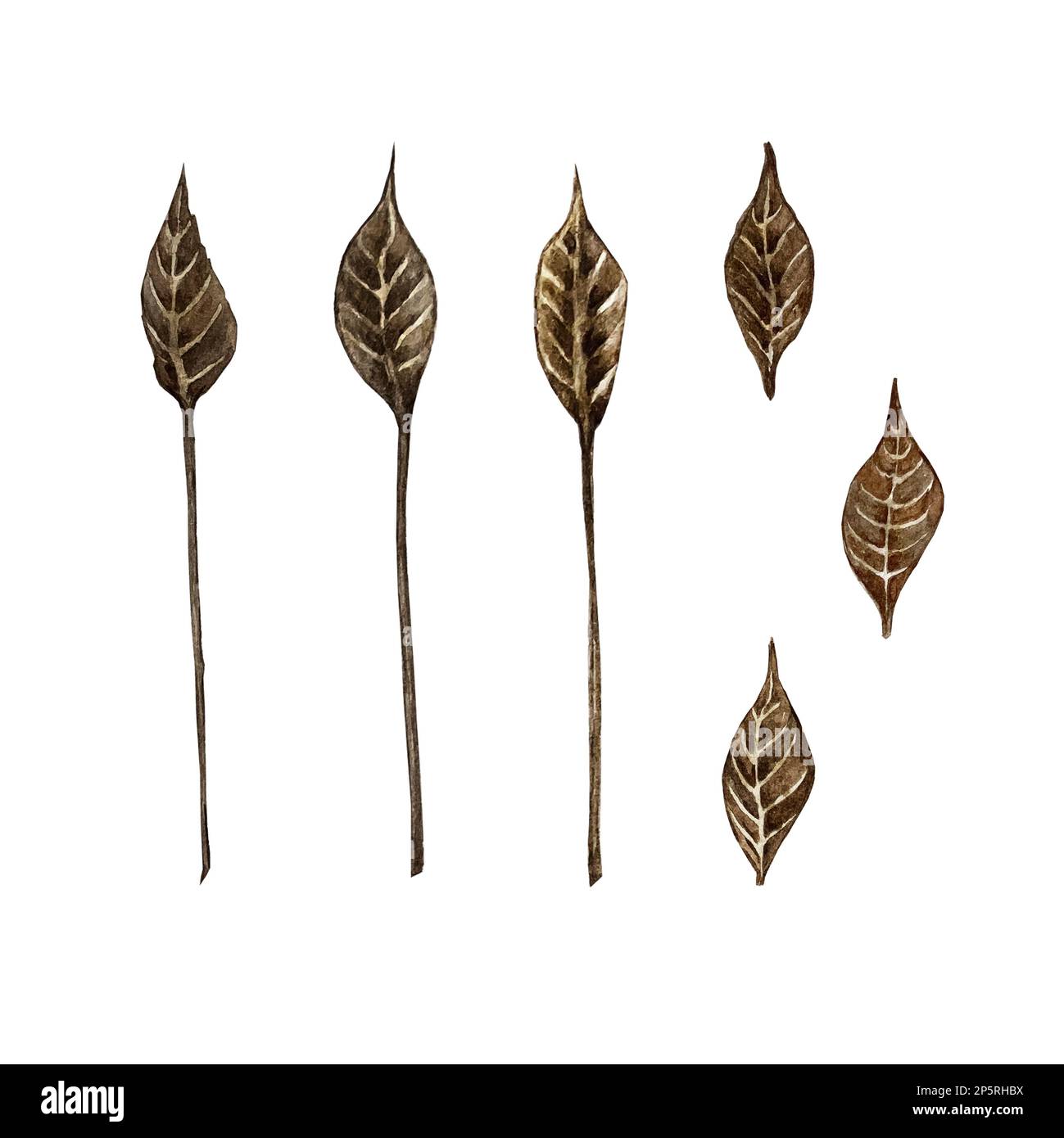Dry leaves illustration hi-res stock photography and images - Alamy