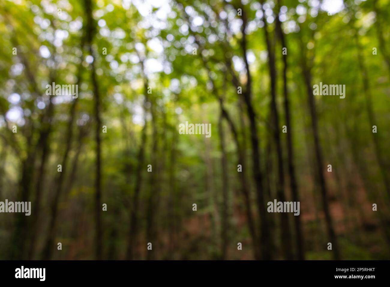 Defocused forest hi-res stock photography and images - Alamy