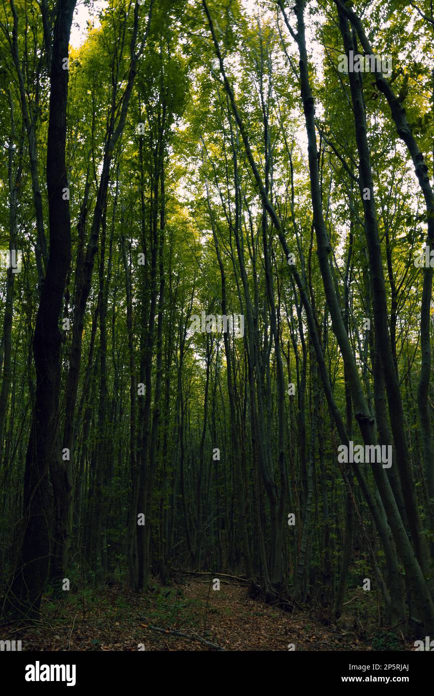 Moody forest background photo. Tall trees in lush forest. Earth Day ...