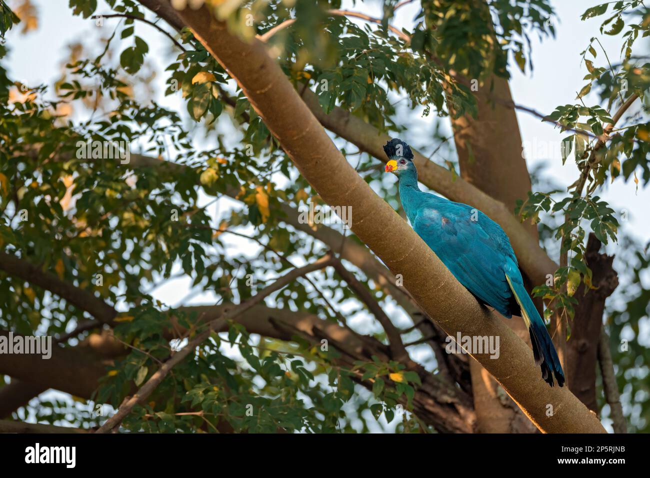 The Great Blue Turaco - bright blue body, rounded wings, long tail, and ...