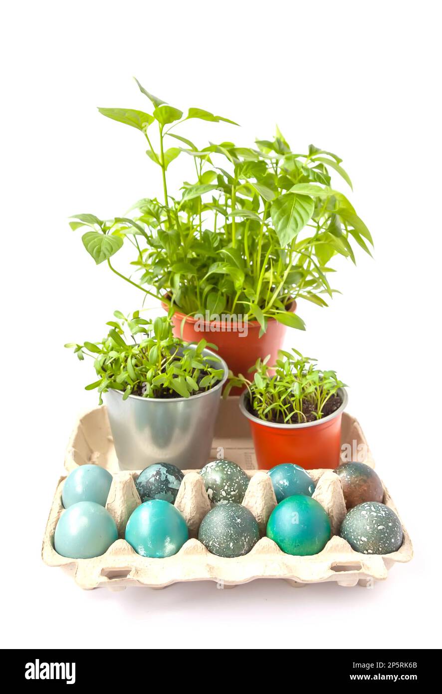 Easter eggs and green sprouts in a floral pots Stock Photo - Alamy