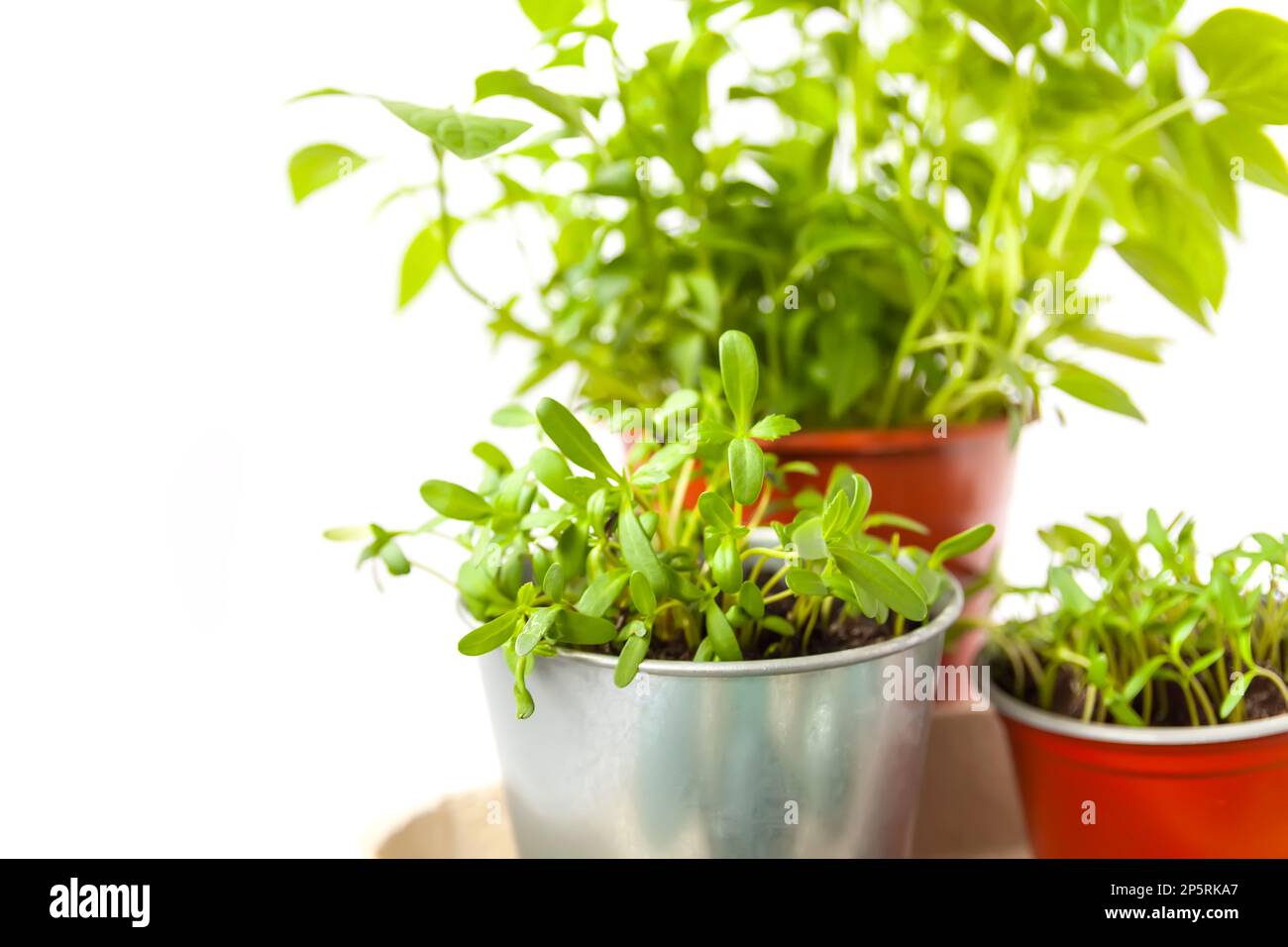 Growing vegetable seedlings in pots at home Stock Photo - Alamy