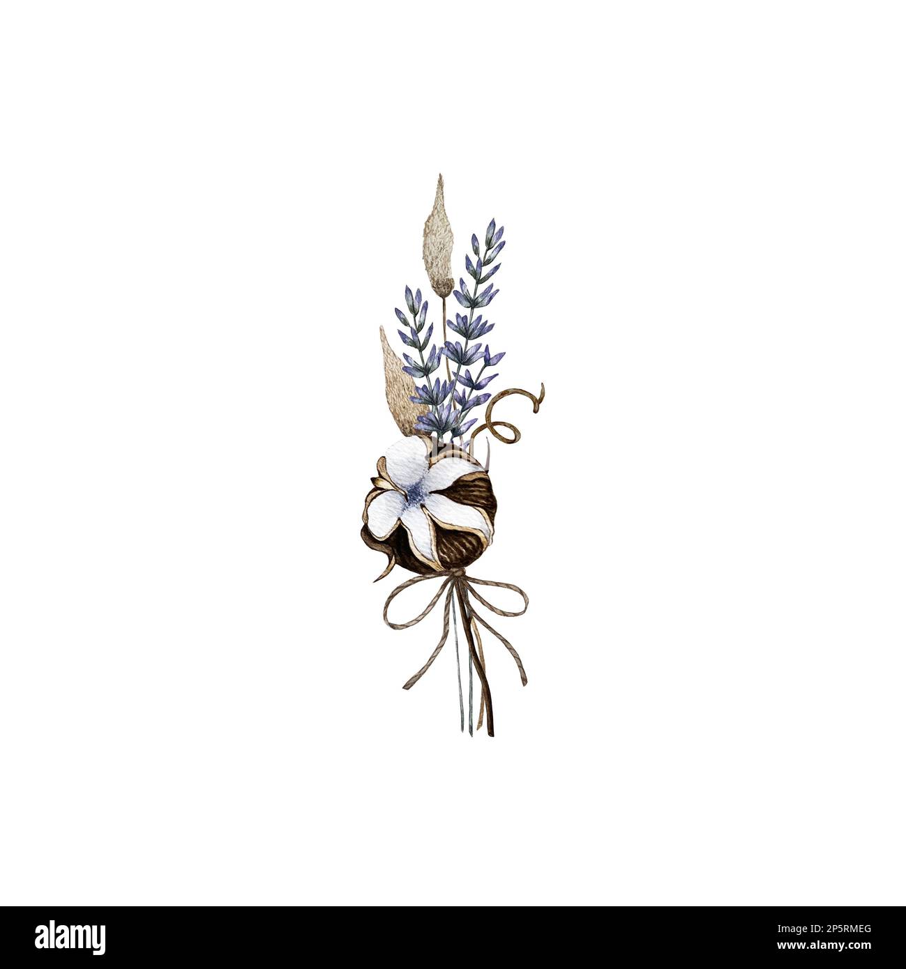 Lavender botanical illustration Cut Out Stock Images & Pictures - Alamy