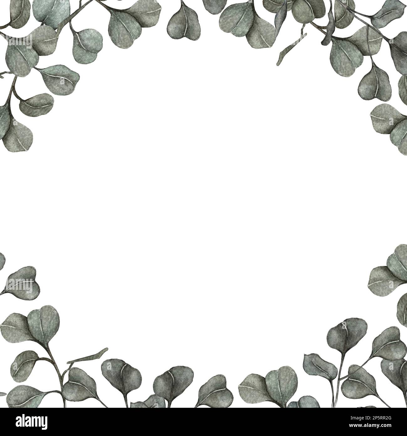 Eucalyptus leaves vector frame hi-res stock photography and images - Alamy