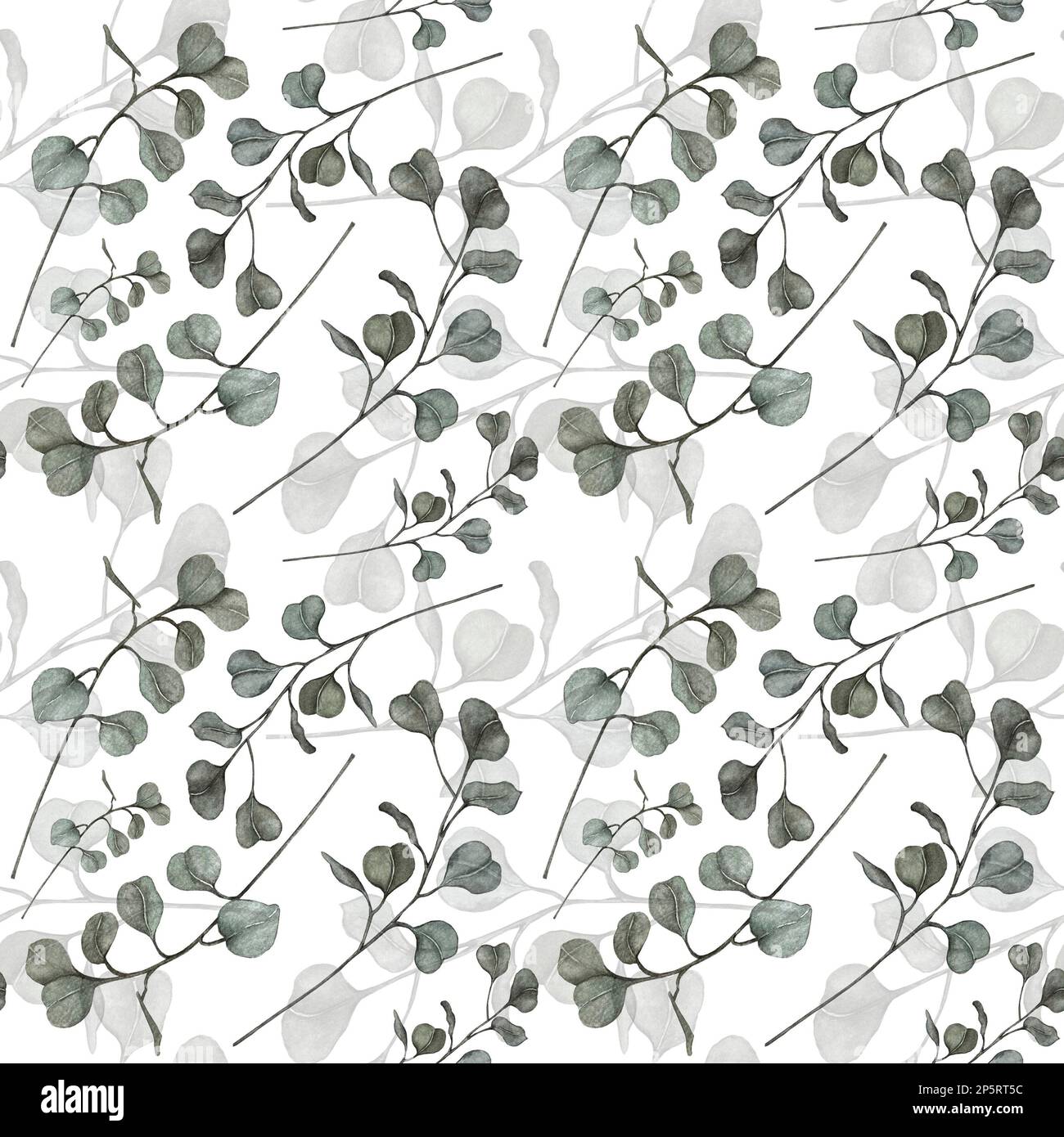 Beautiful eucalyptus branches on Cut Out Stock Images & Pictures - Alamy