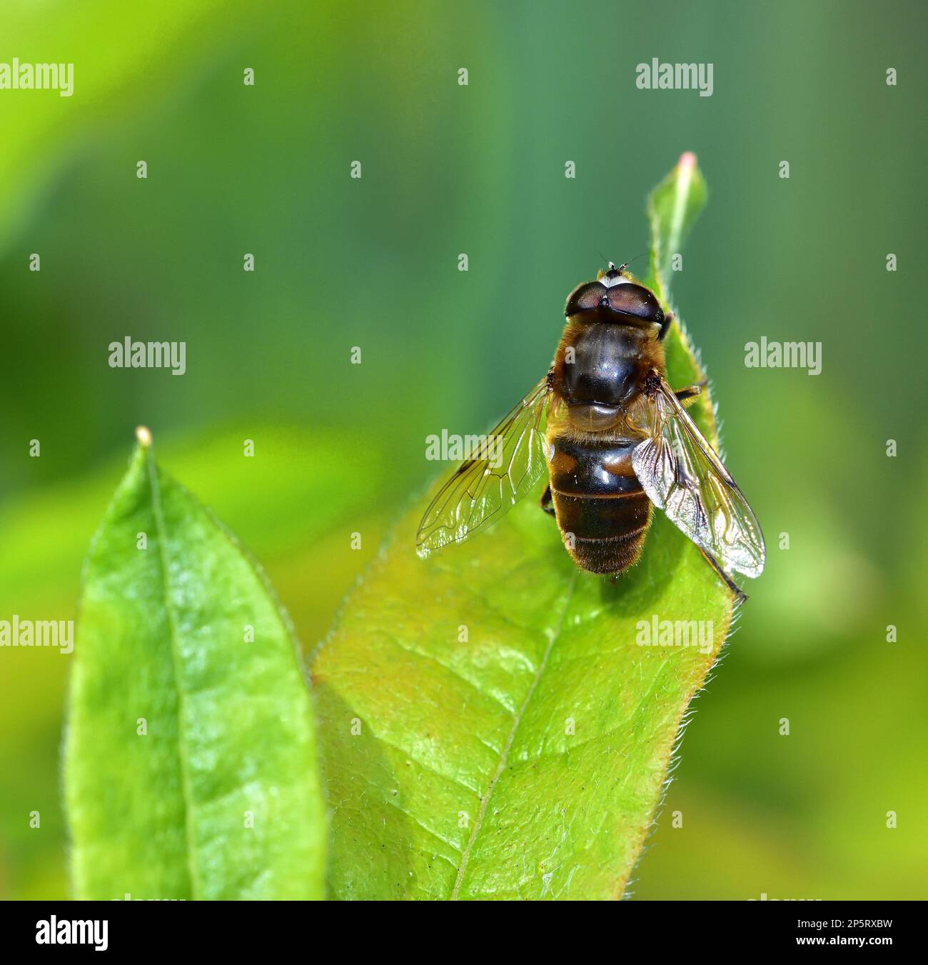 Drone Fly bathing in the sunshine on a leaf Stock Photo - Alamy