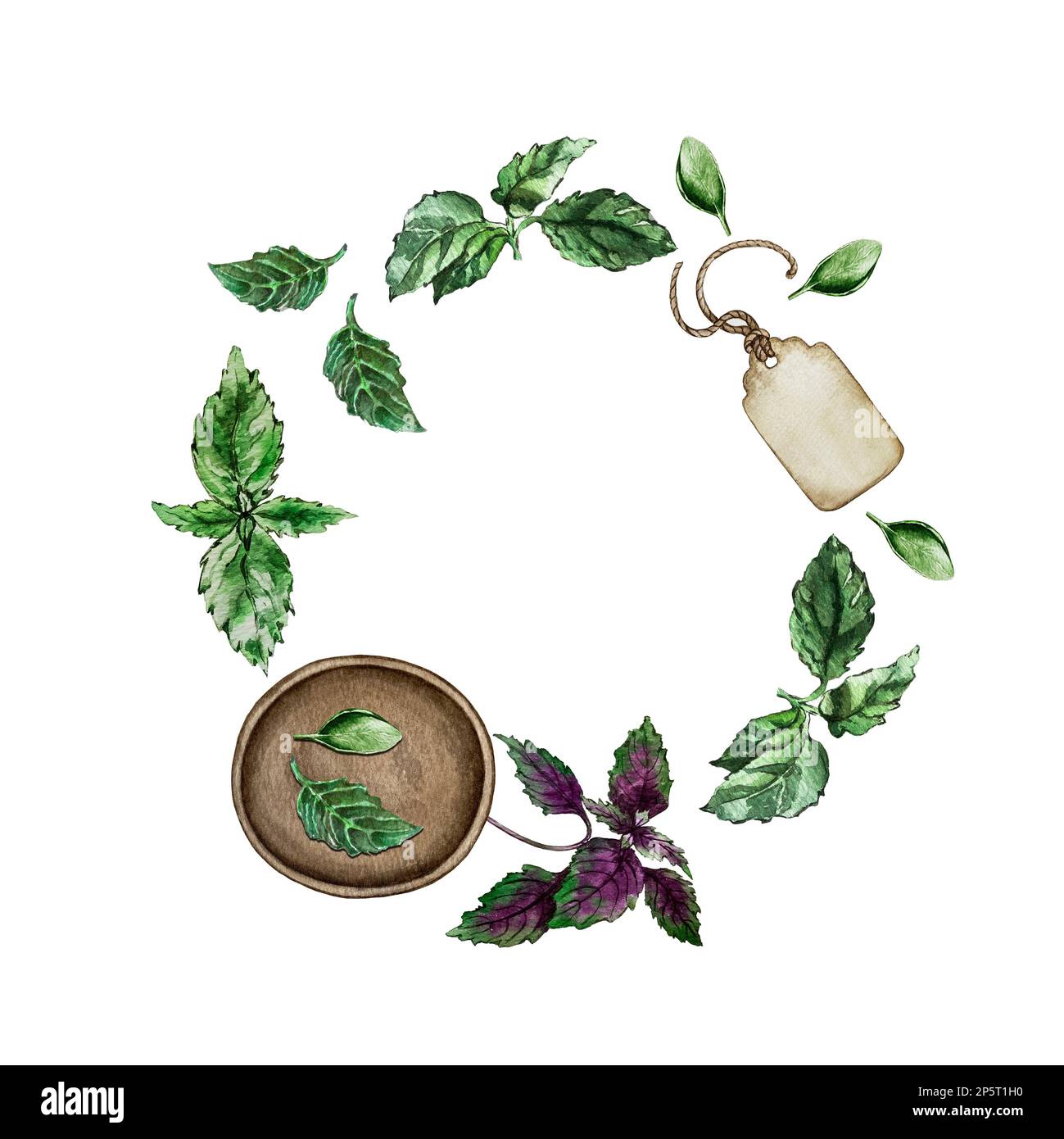 Illustration basil plant hi-res stock photography and images - Alamy