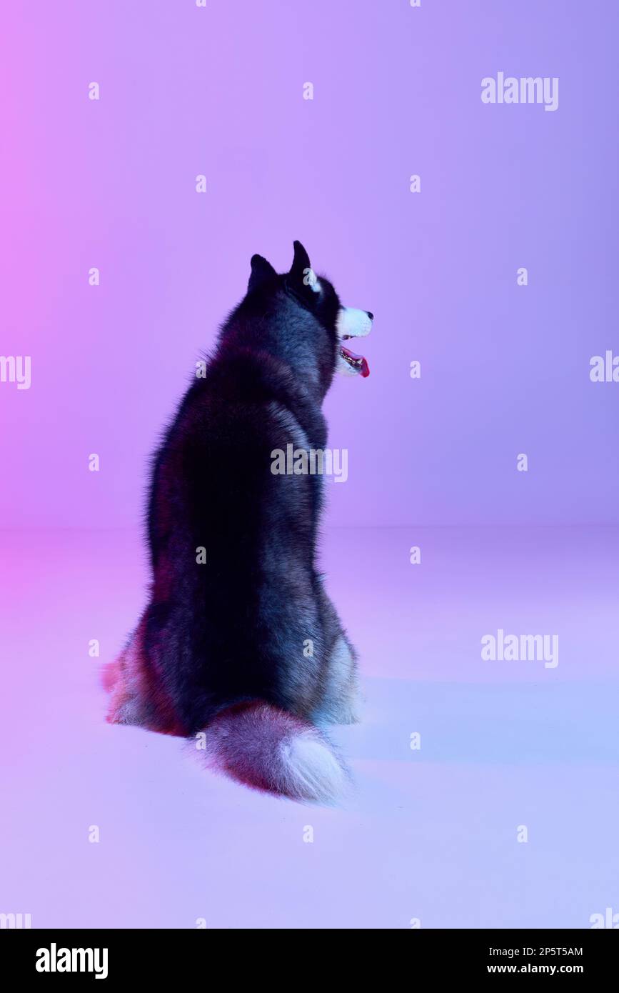 Studio shot of black and white groomed puppy of Husky dog sitting his ...