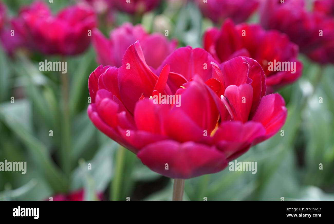 Magenta colored peony shaped tulip. Location: Keukenhof, Netherlands ...