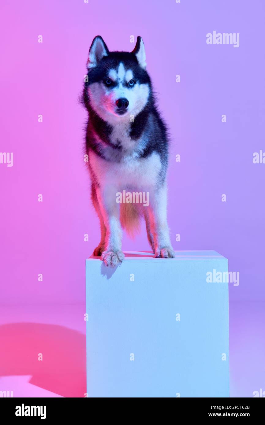 Purebred dog, black and white color puppy of Husky posing over gradient ...