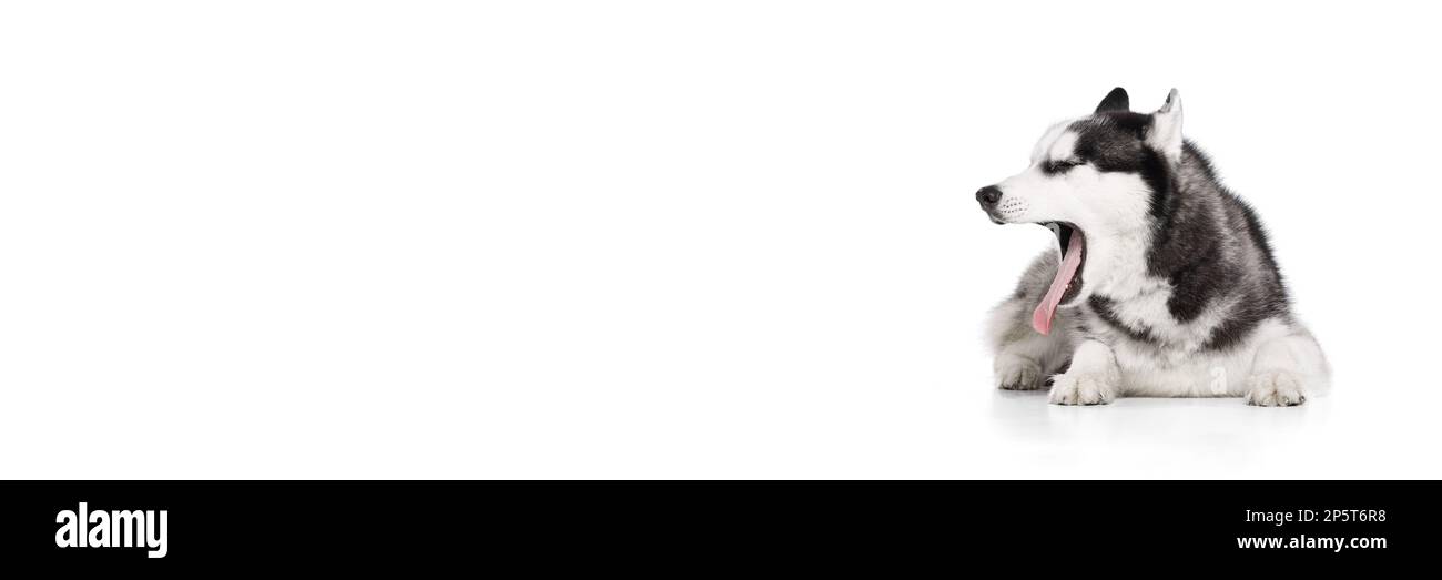 Siberian Husky dog with tongue sticking out yawning isolated over white ...