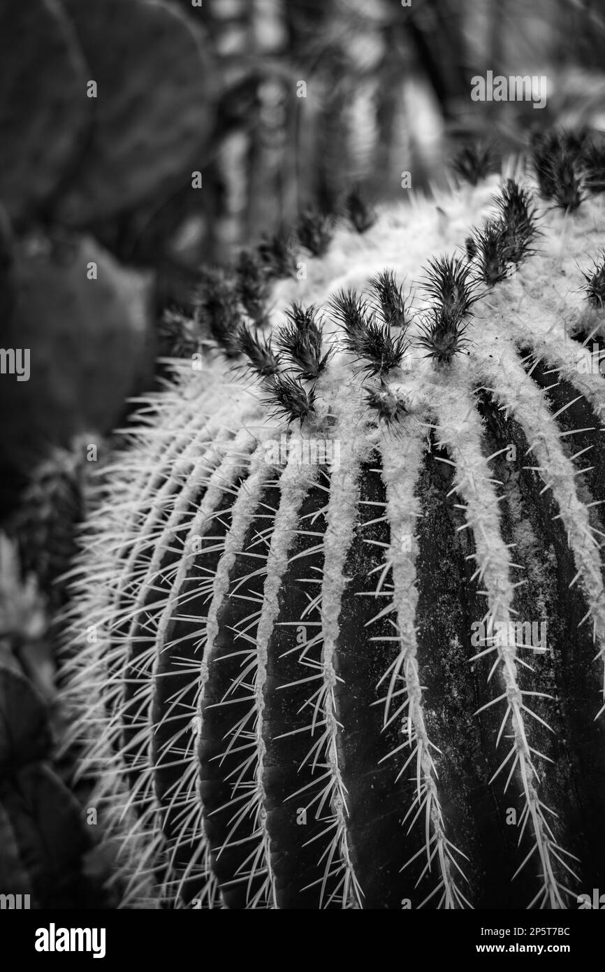 Selective shallow focused black and white floral view. Botanical theme ...