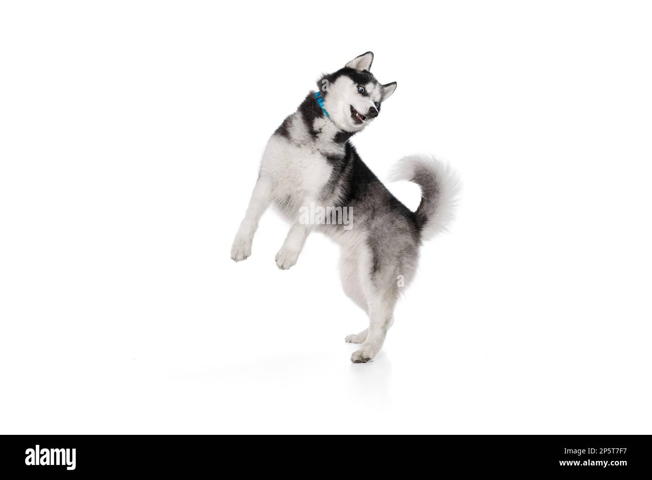 Playful puppy of Husky dog playing, jumping isolated on white ...