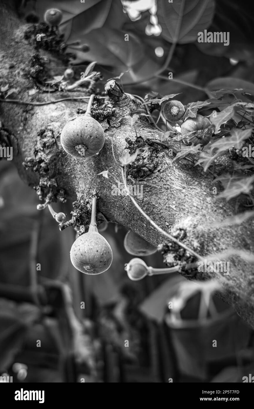 Selective shallow focused black and white floral view. Botanical theme ...