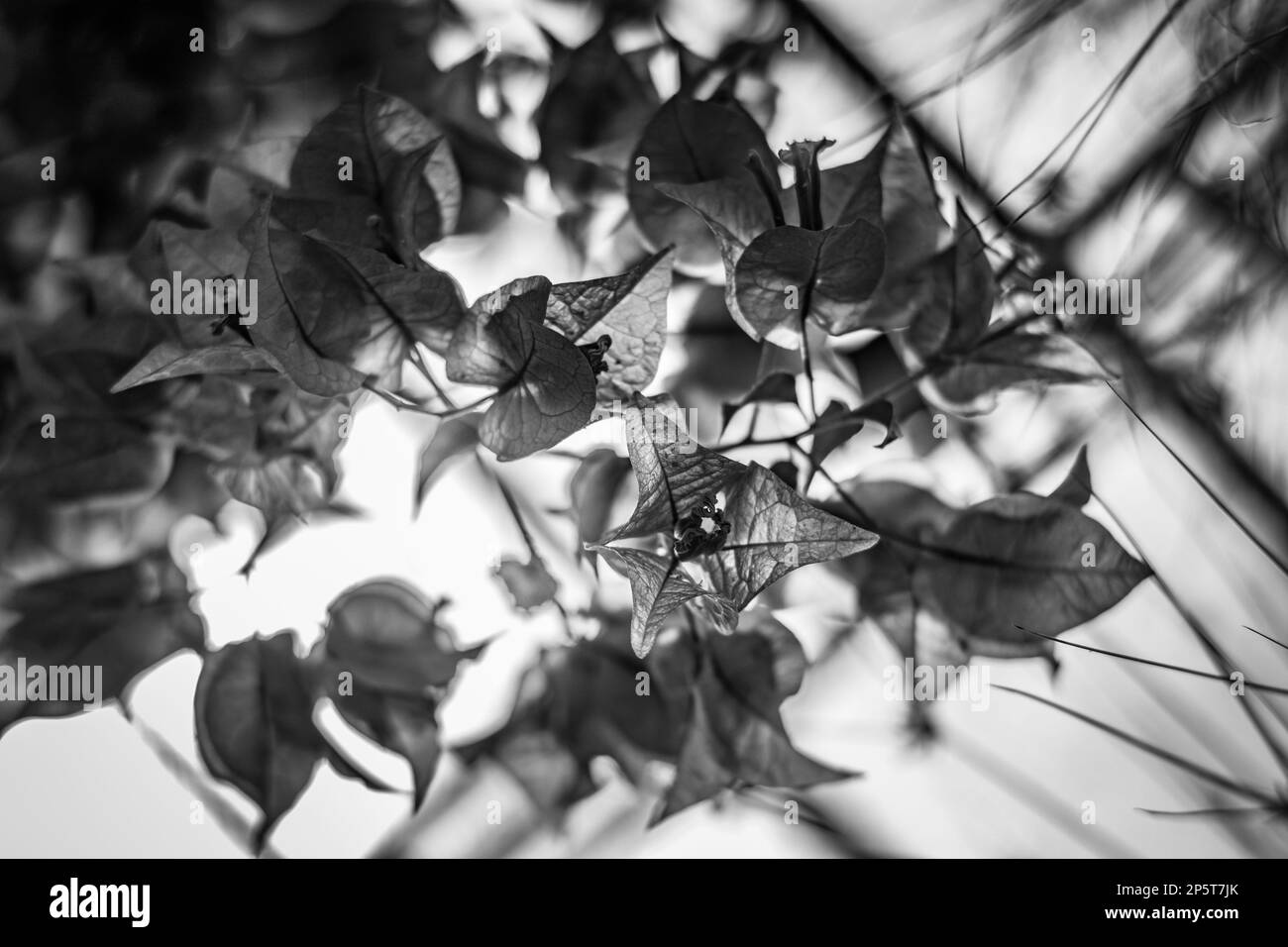 Selective shallow focused black and white floral view. Botanical theme ...