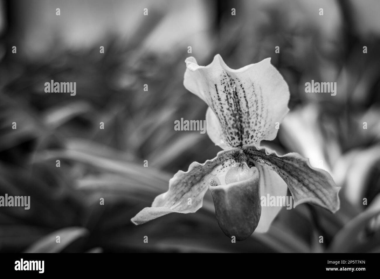 Selective shallow focused black and white floral view. Botanical theme ...