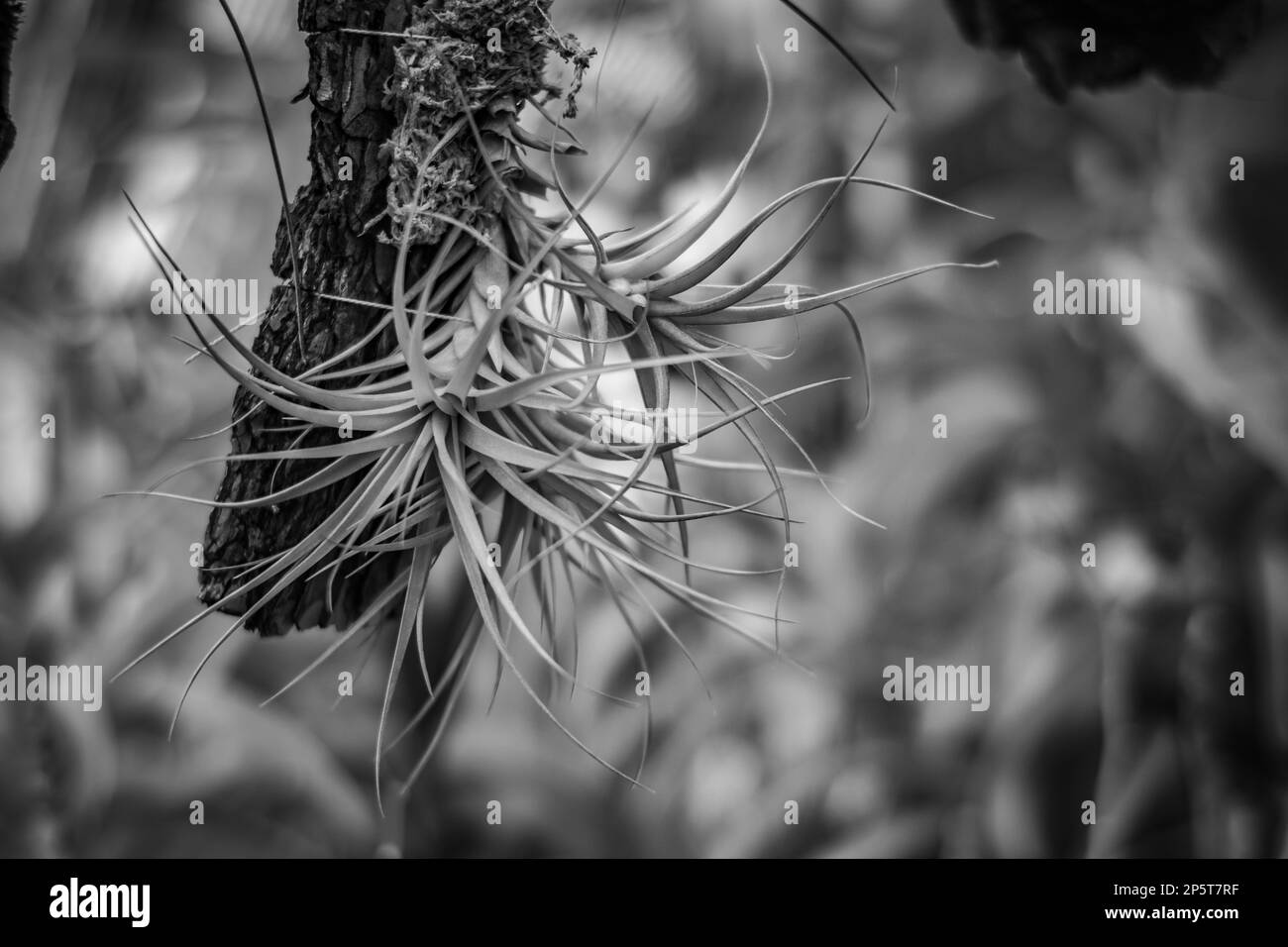 Selective shallow focused black and white floral view. Botanical theme ...