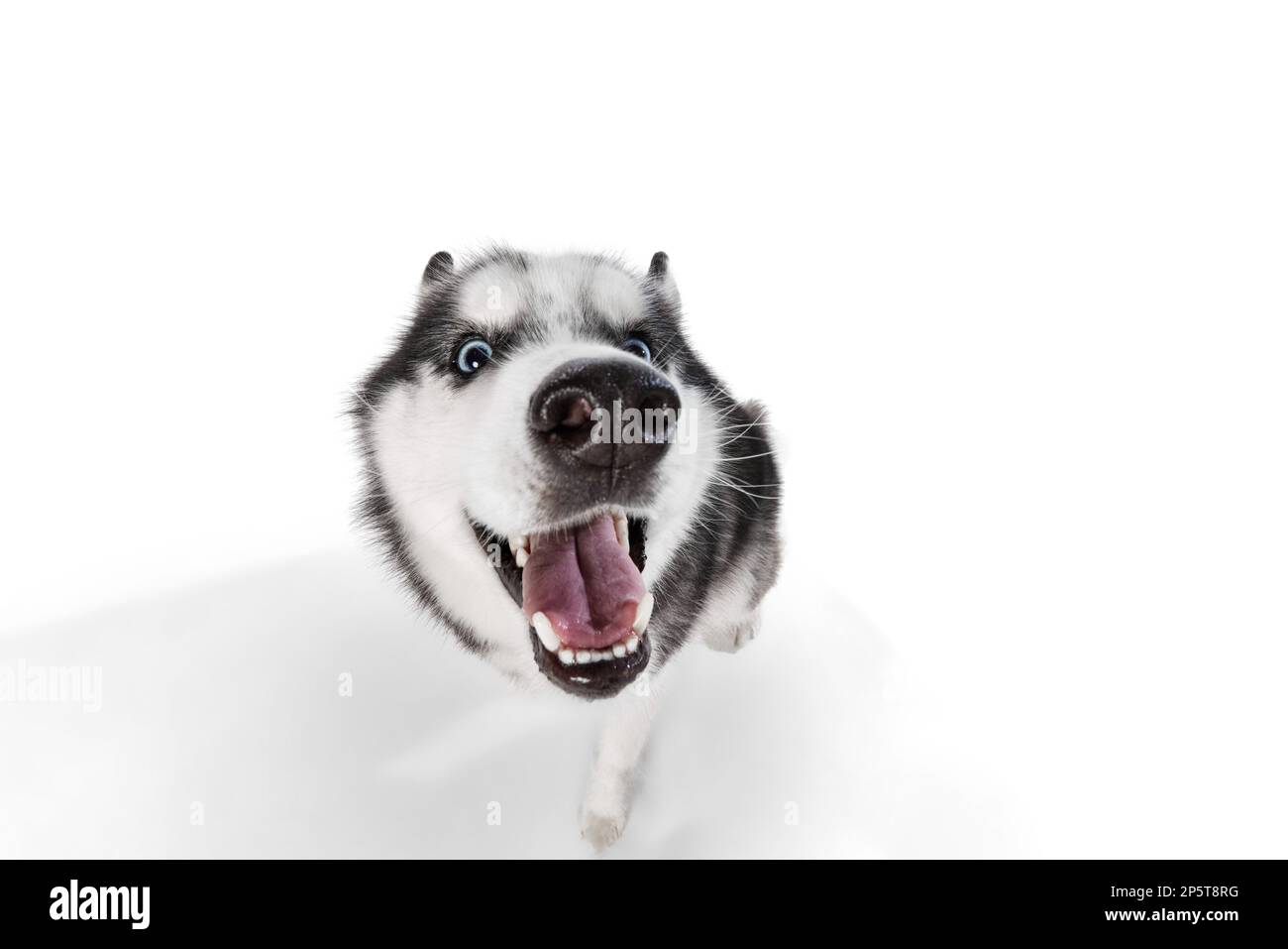 Wide angle view of cute Siberian Husky dog's face with tongue sticking ...
