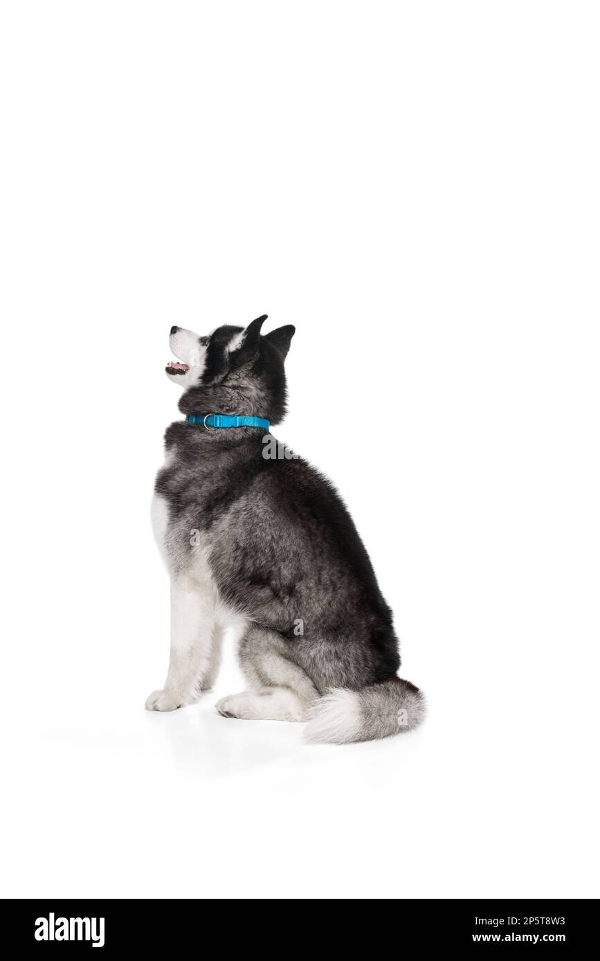 Studio shot of blue eyed beautiful groomed puppy of Husky dog sitting ...