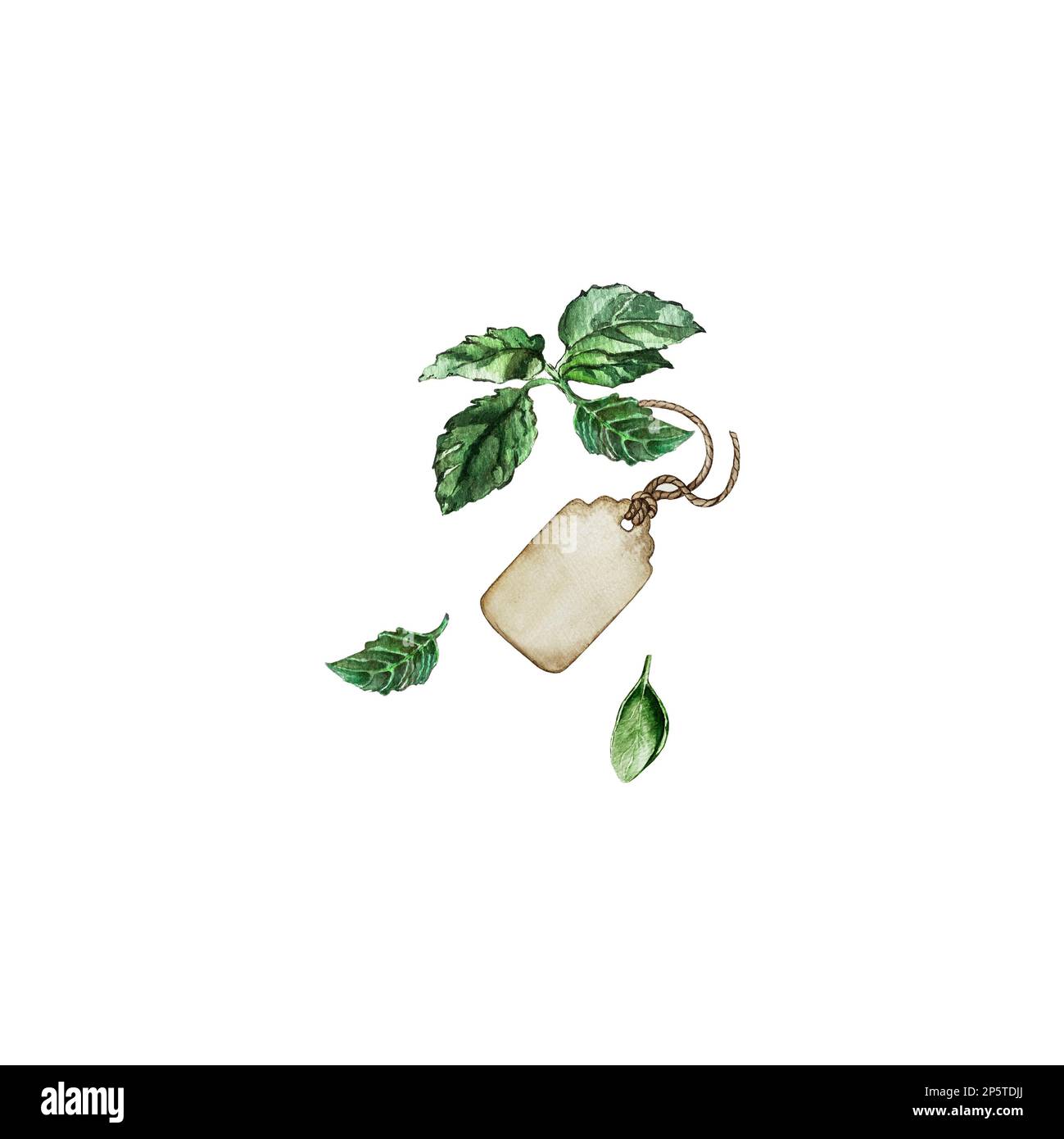 Composition of basil and tag. Watercolor illustration Stock Photo - Alamy