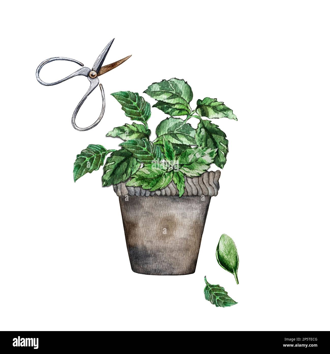 Composition of basil, flower pot and scissors. Watercolor illustration ...