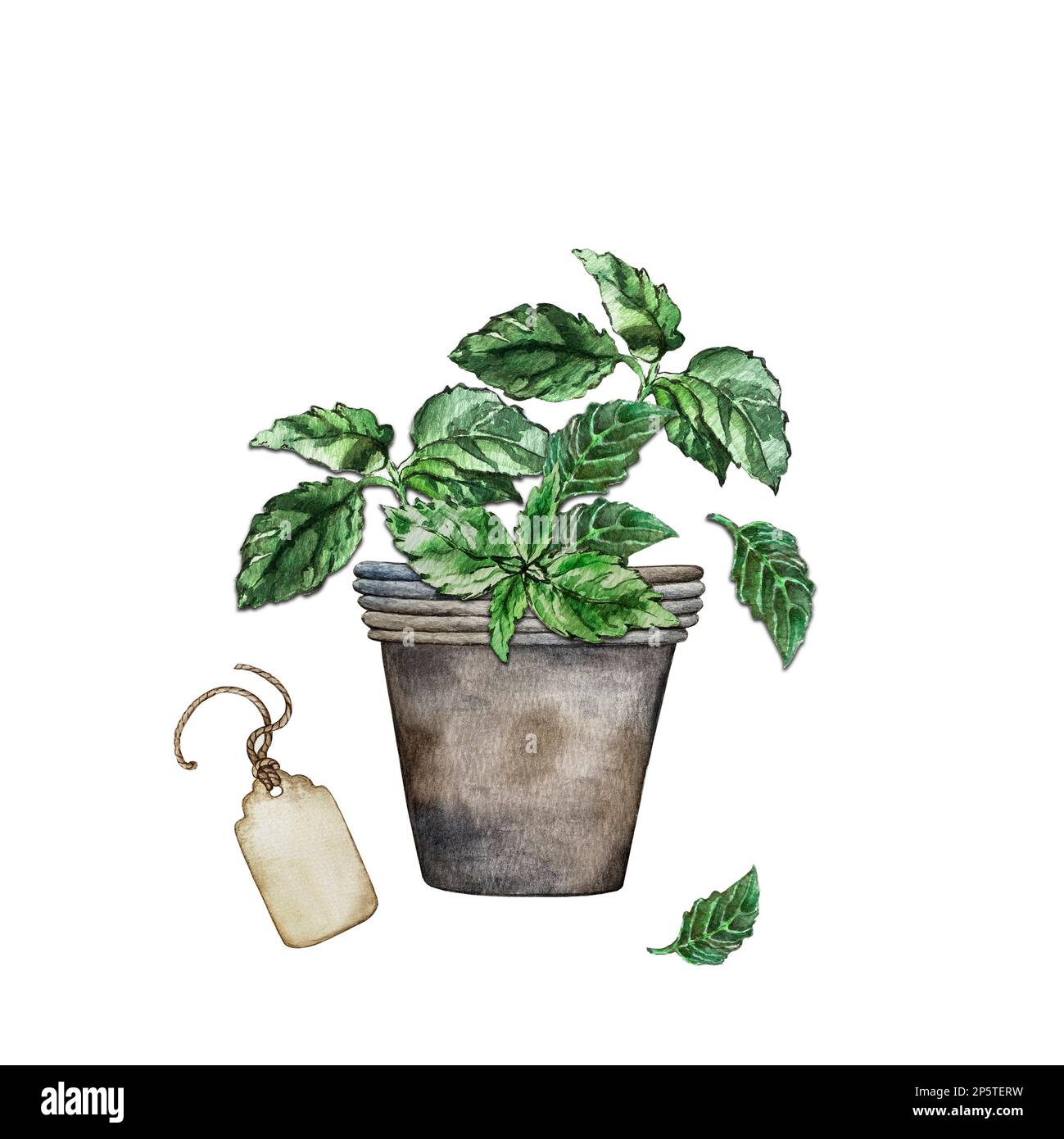 Composition of basil, flower pot and tag. Watercolor illustration Stock ...