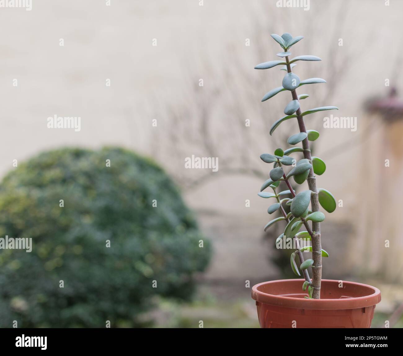 Beautiful shot tree in hi-res stock photography and images - Alamy