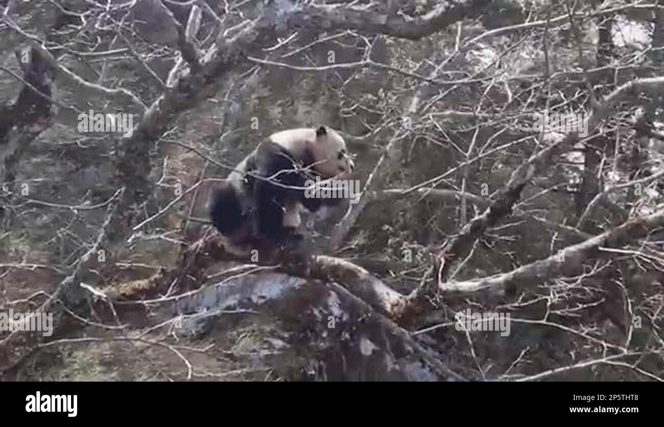 Mobile video screenshot shows a pair of giant pandas on the tree in ...