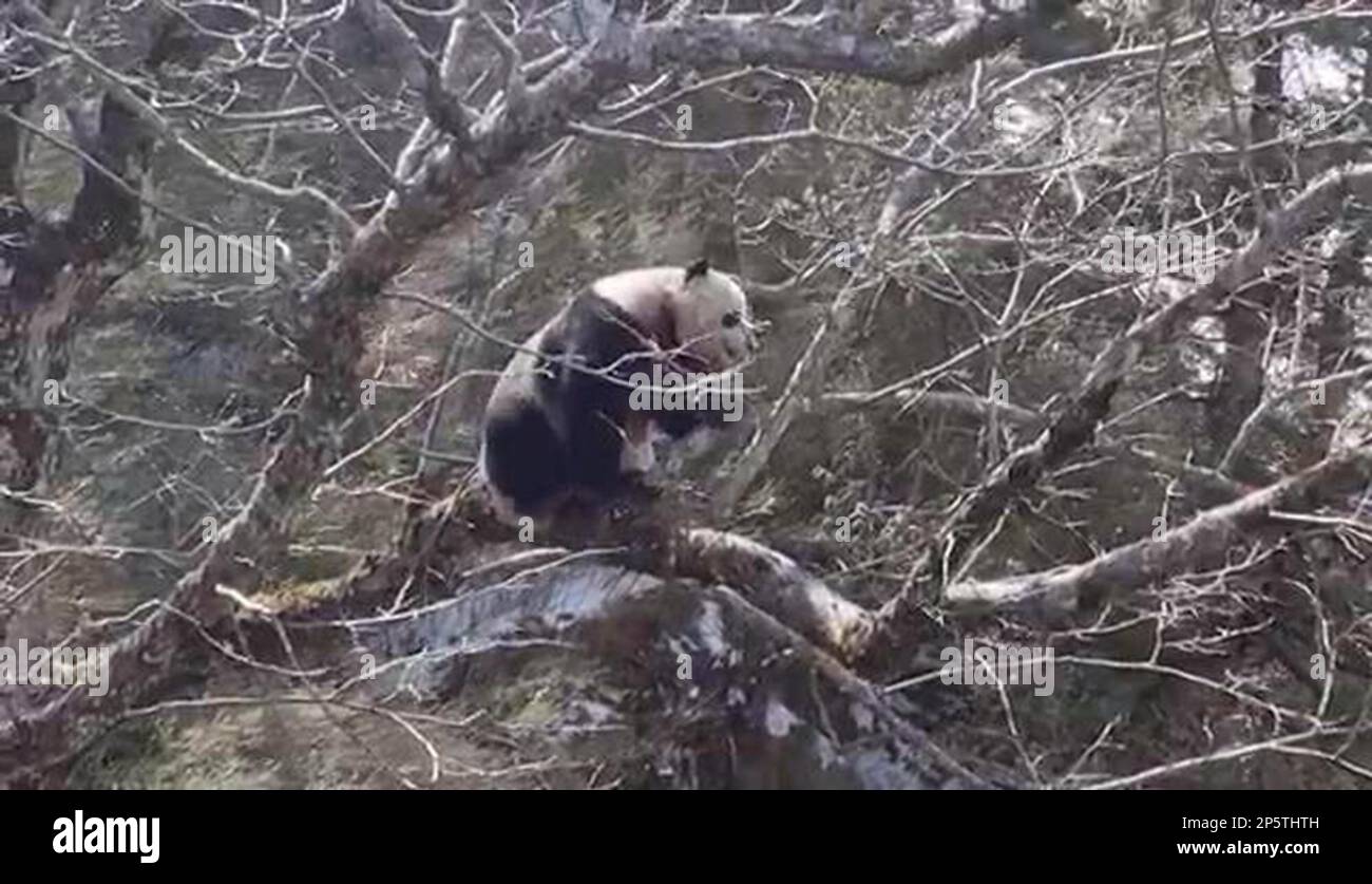 Mobile video screenshot shows a pair of giant pandas on the tree in ...