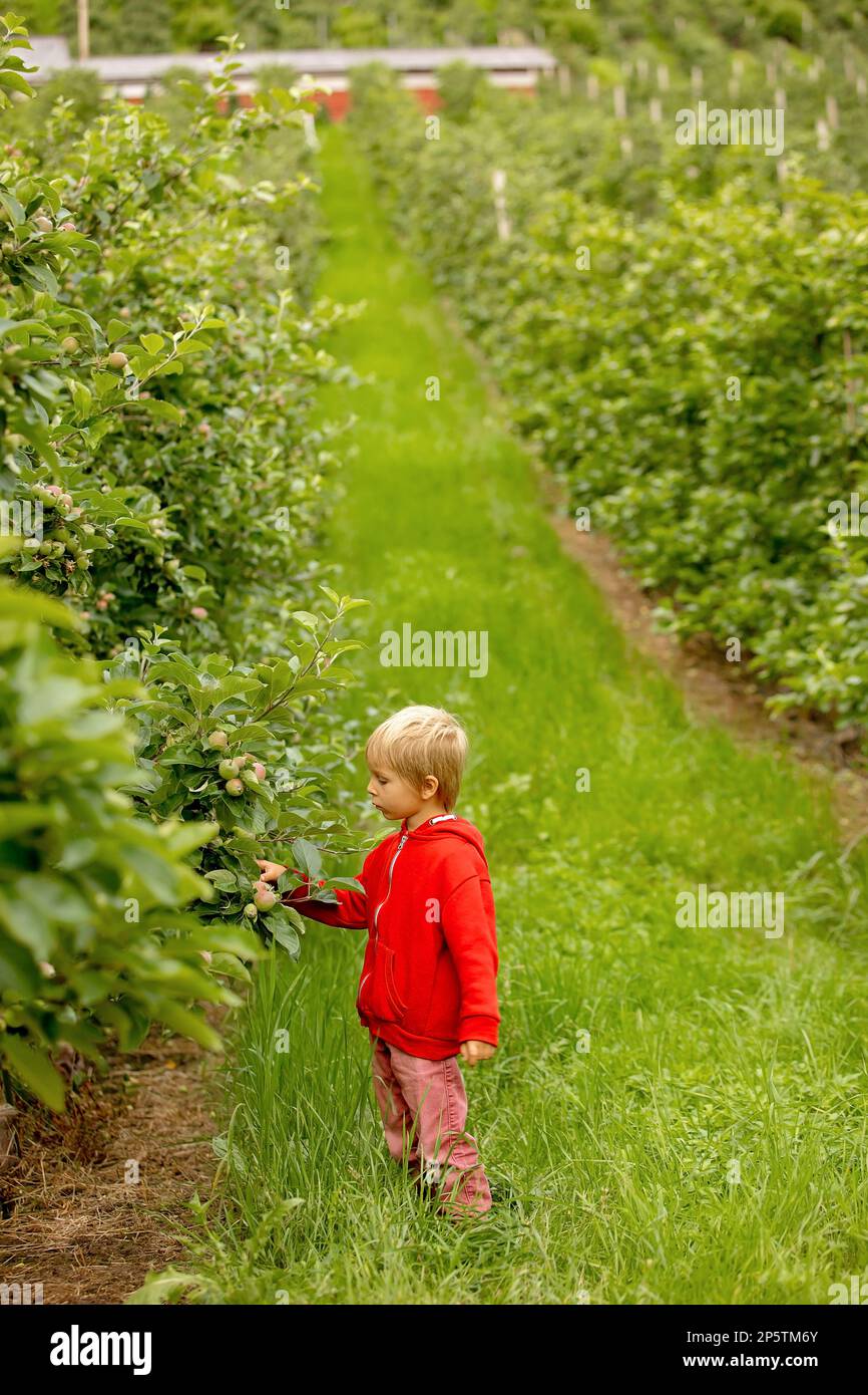 Apple tree plantations in Norway, summertime, child checking the apples ...