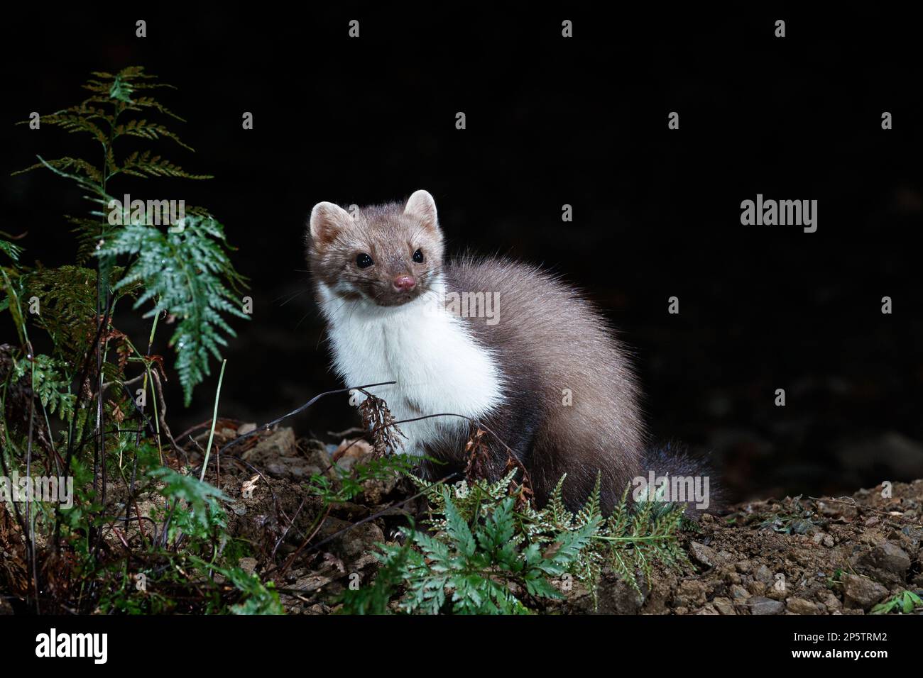 Biodiversidad animal hi-res stock photography and images - Alamy