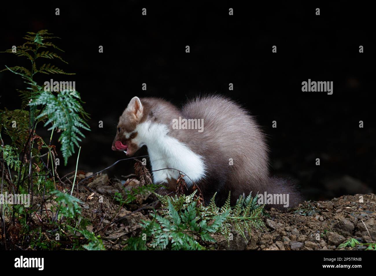 Muestelid hi-res stock photography and images - Alamy