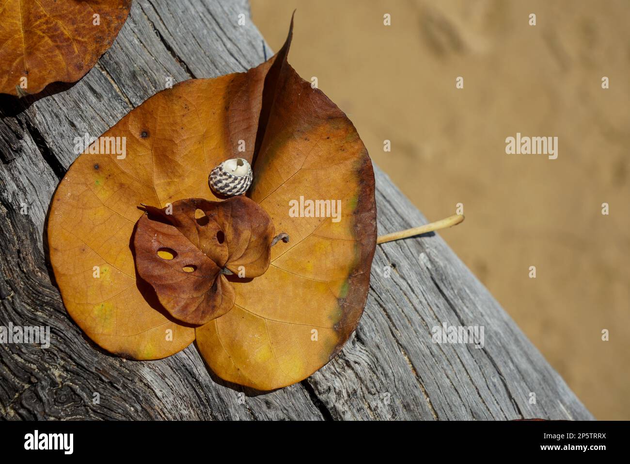 Two fallen native hibiscus leaves and a shell arranged on a wooden log ...