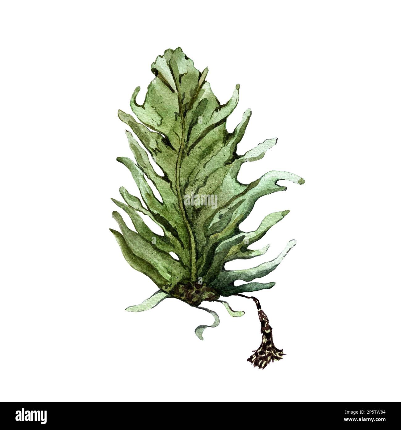 Edible art illustration Cut Out Stock Images & Pictures - Alamy