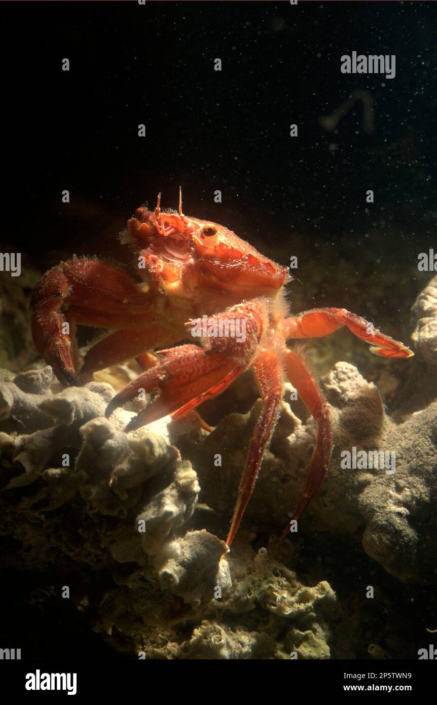 Crab (Liocarcinus corrugatus Stock Photo - Alamy