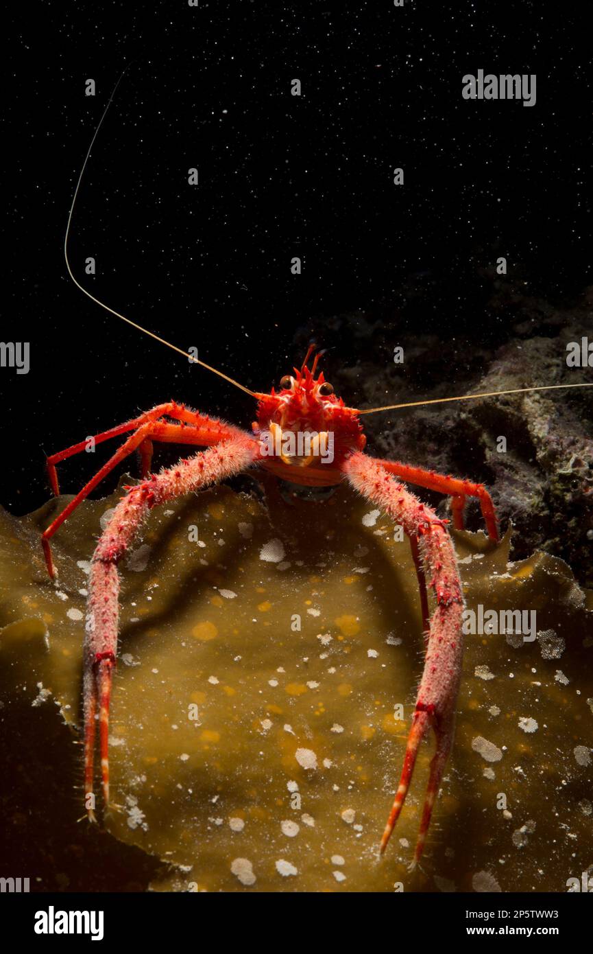 Munida rugosa – rugose squat lobster Stock Photo - Alamy